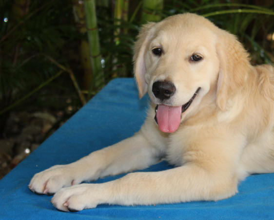 Outbackgold, Golden Retrievers, Katherine, Northern Territory, Australia
